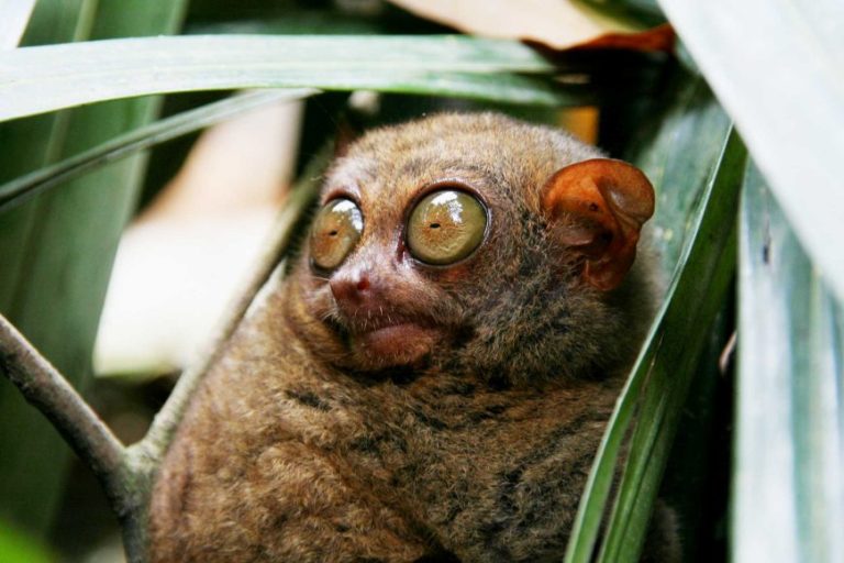 The Mysterious Tarsier: A Nocturnal Marvel of the Primate World ...